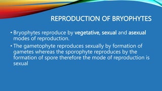 bryophytes | PPTX