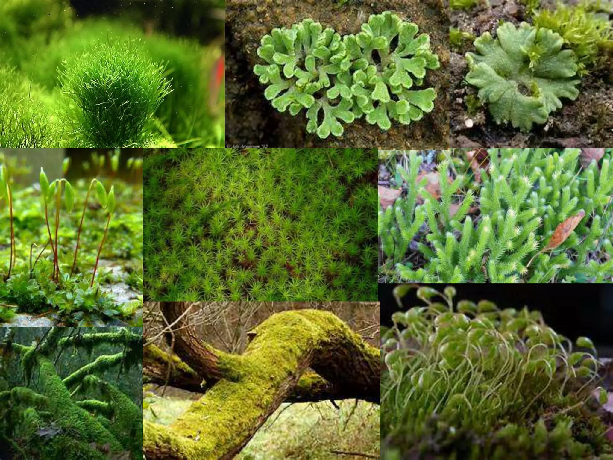 Bryophytes.pptx