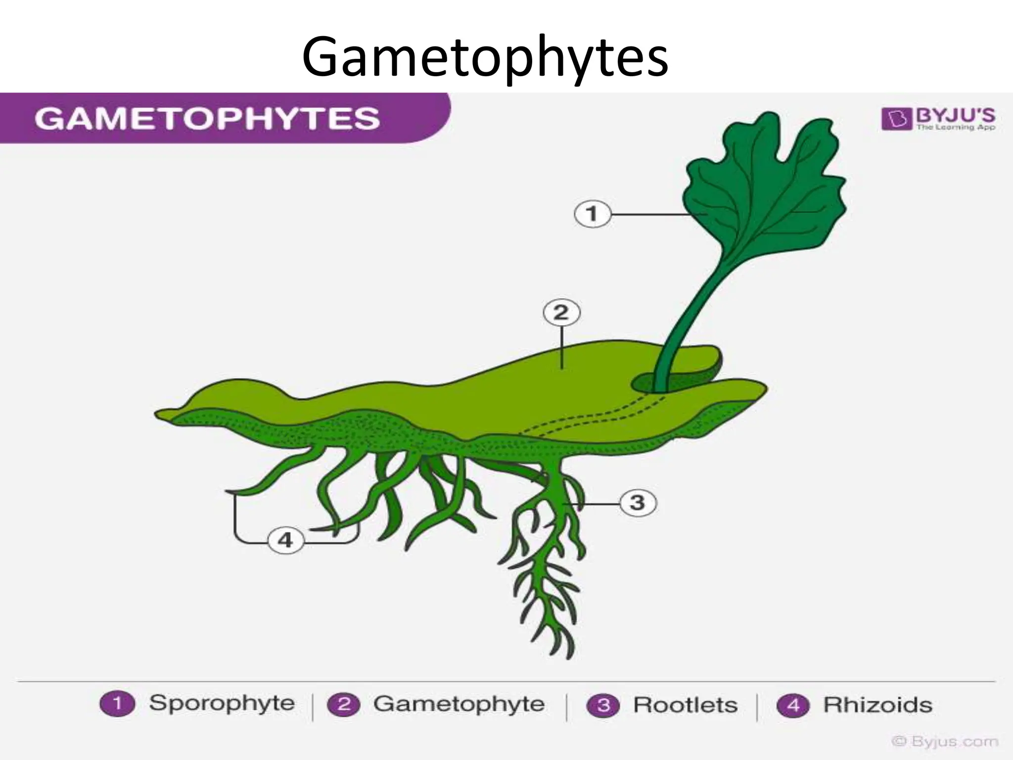 Botany Bryophytes notes for 1st semester.pptx