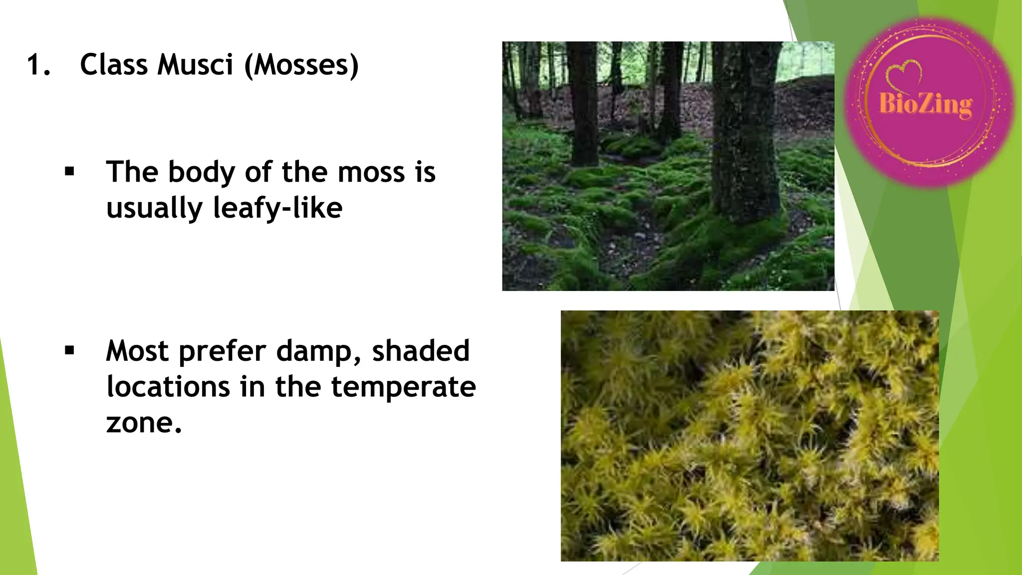 bryophytes.pptx bsc botany honours second semester | PPTX