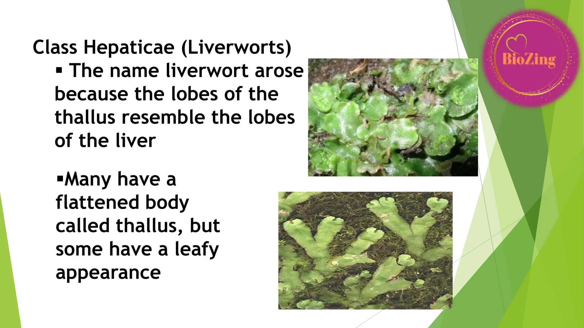 bryophytes.pptx bsc botany honours second semester | PPTX