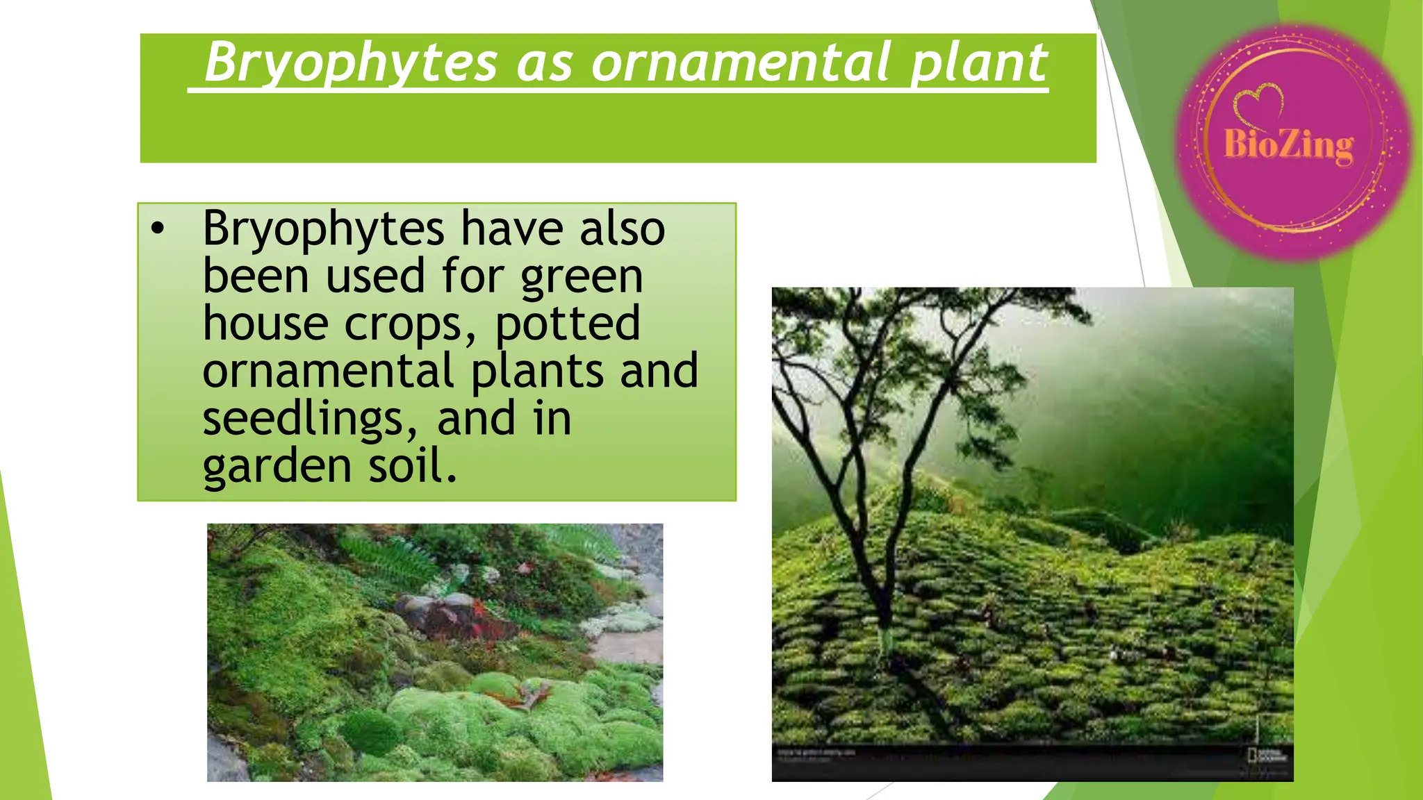 bryophytes.pptx bsc botany honours second semester | PPTX