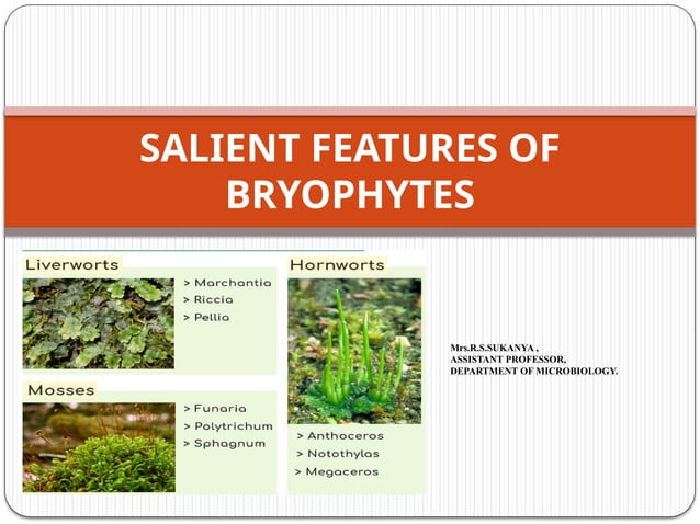 Salient Features and Importance of Bryophytes.pptx