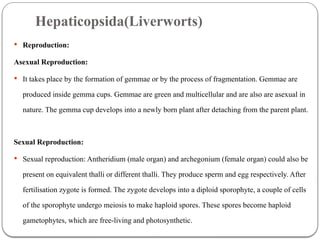 Salient Features and Importance of Bryophytes.pptx