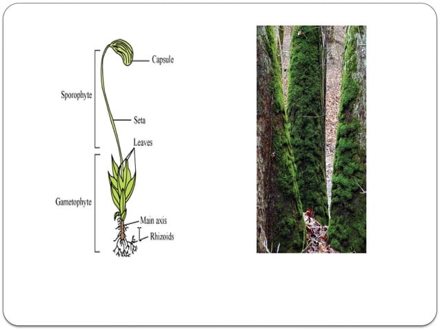Salient Features and Importance of Bryophytes.pptx