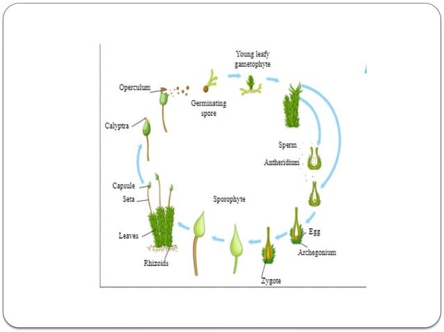 Salient Features and Importance of Bryophytes.pptx