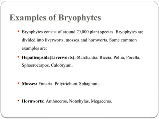 Salient Features and Importance of Bryophytes.pptx