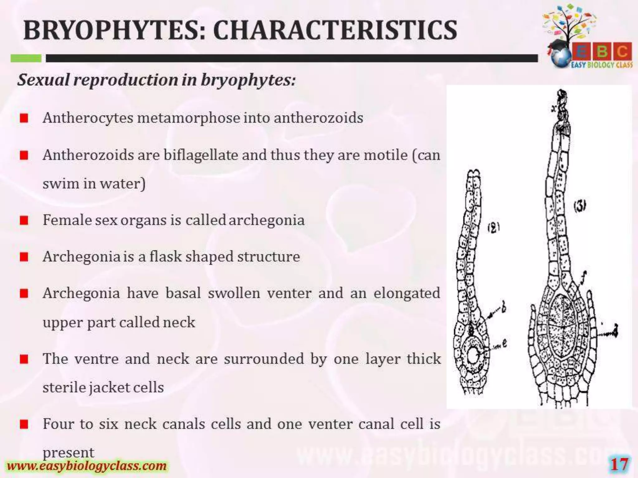Bryophytes characteristics | PPTX