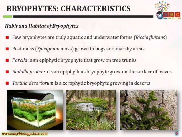 Bryophytes characteristics | PPTX