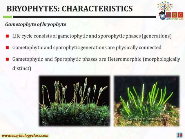 Bryophytes characteristics | PPT