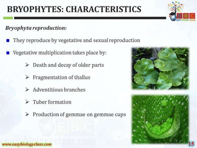 Bryophytes characteristics | PPT