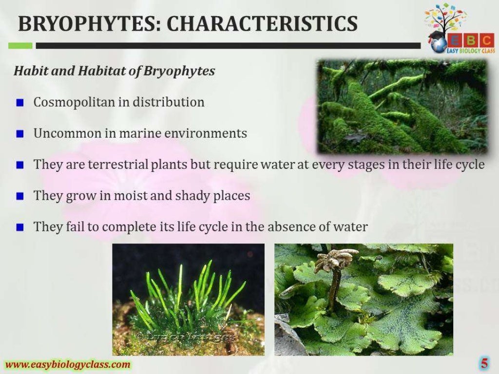 Bryophytes characteristics