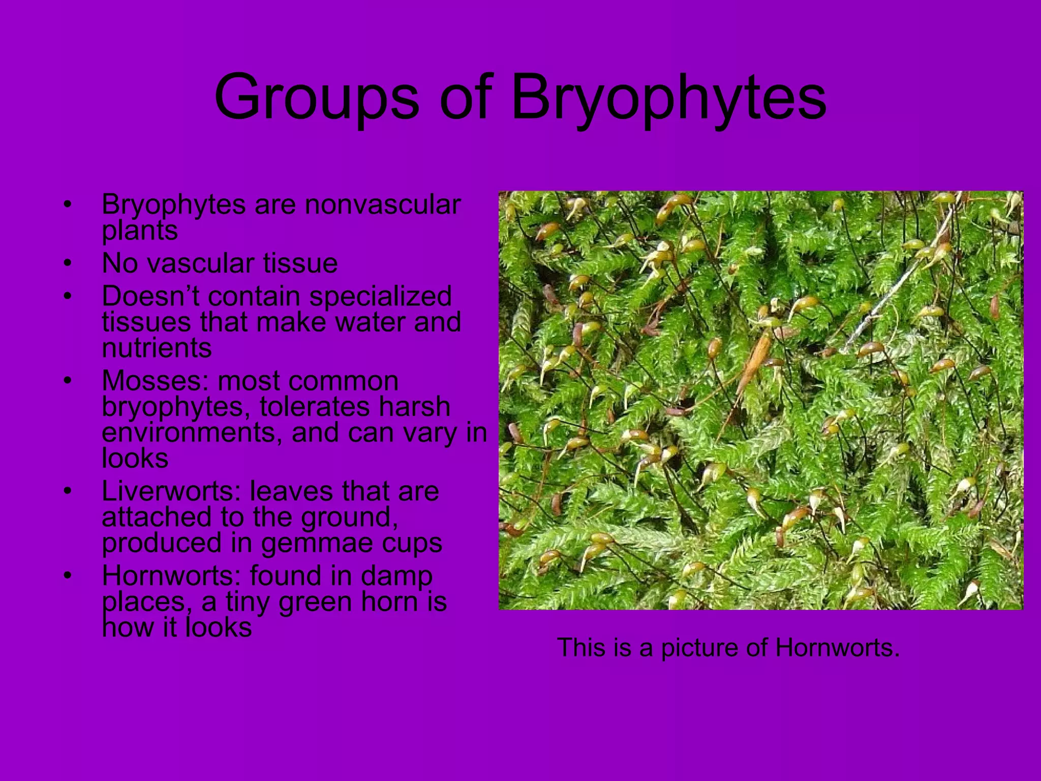 Bryophytes 22 2 | PPT