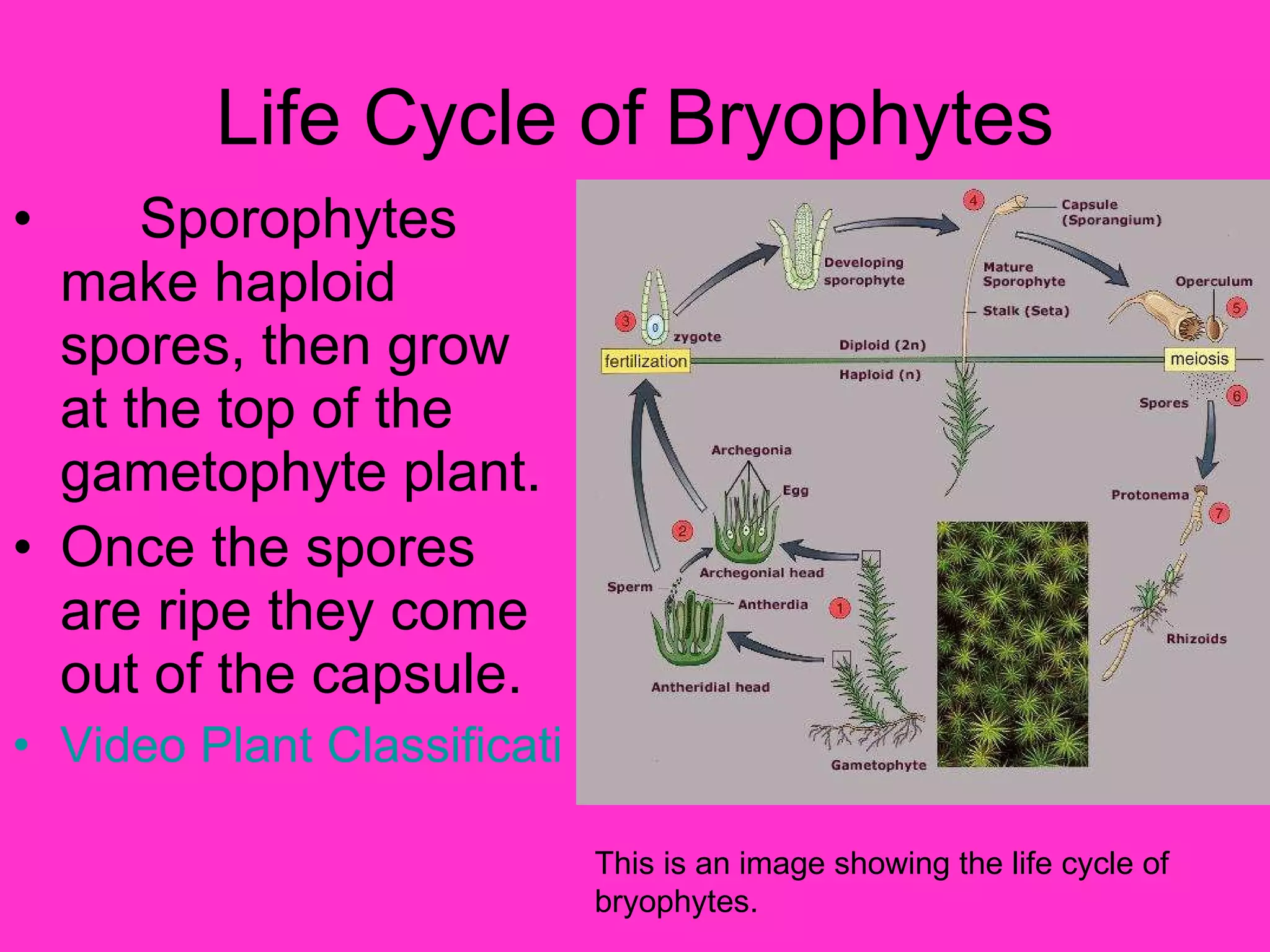 Bryophytes 22 2 | PPT