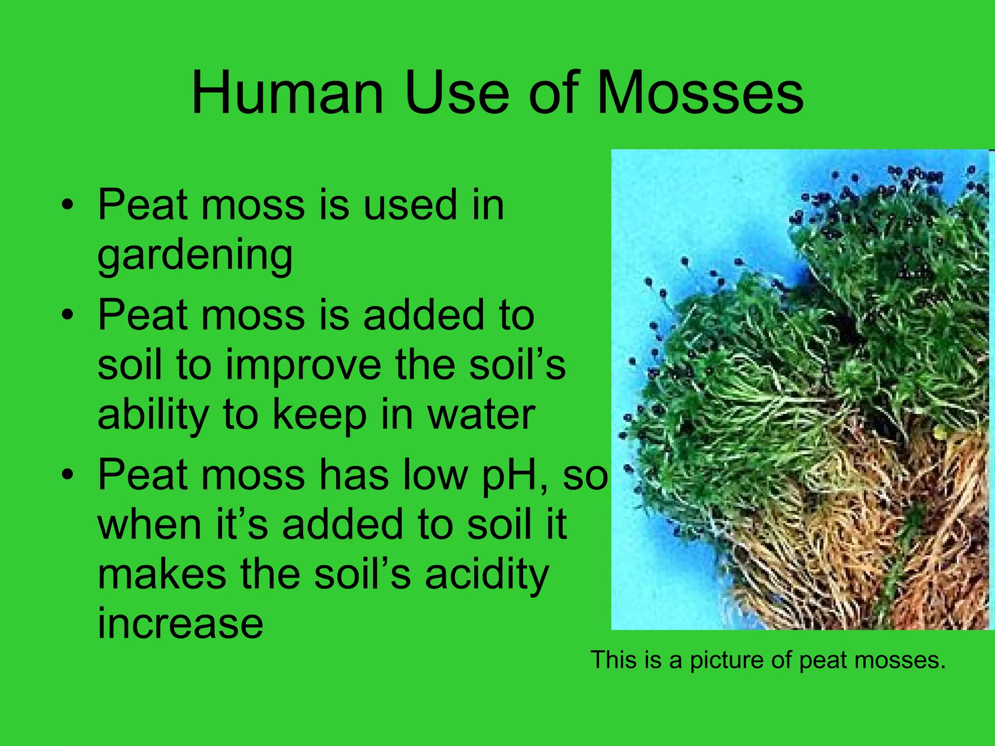 Bryophytes 22 2 | PPT