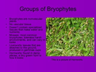 Bryophytes 22 2 | PPT