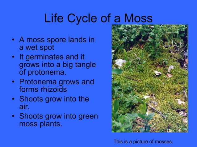 Bryophytes 22 2 | PPT