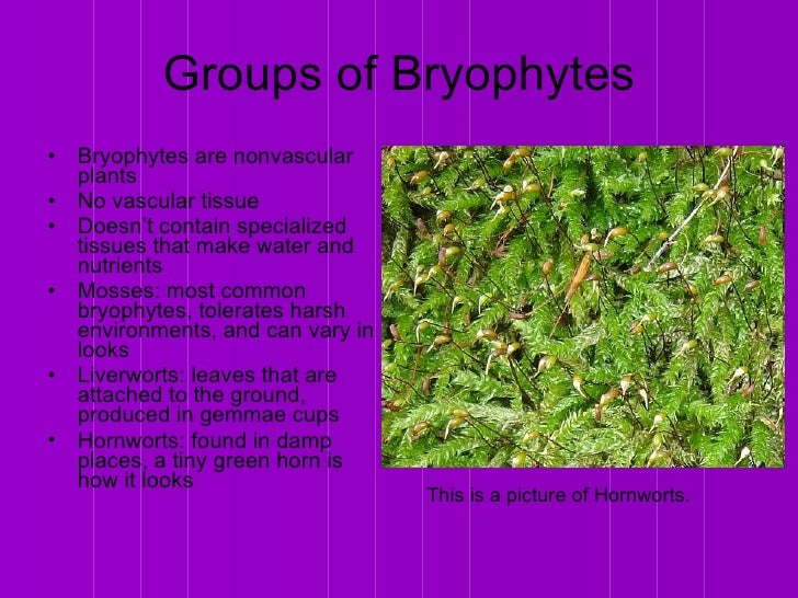 Bryophytes 22 2