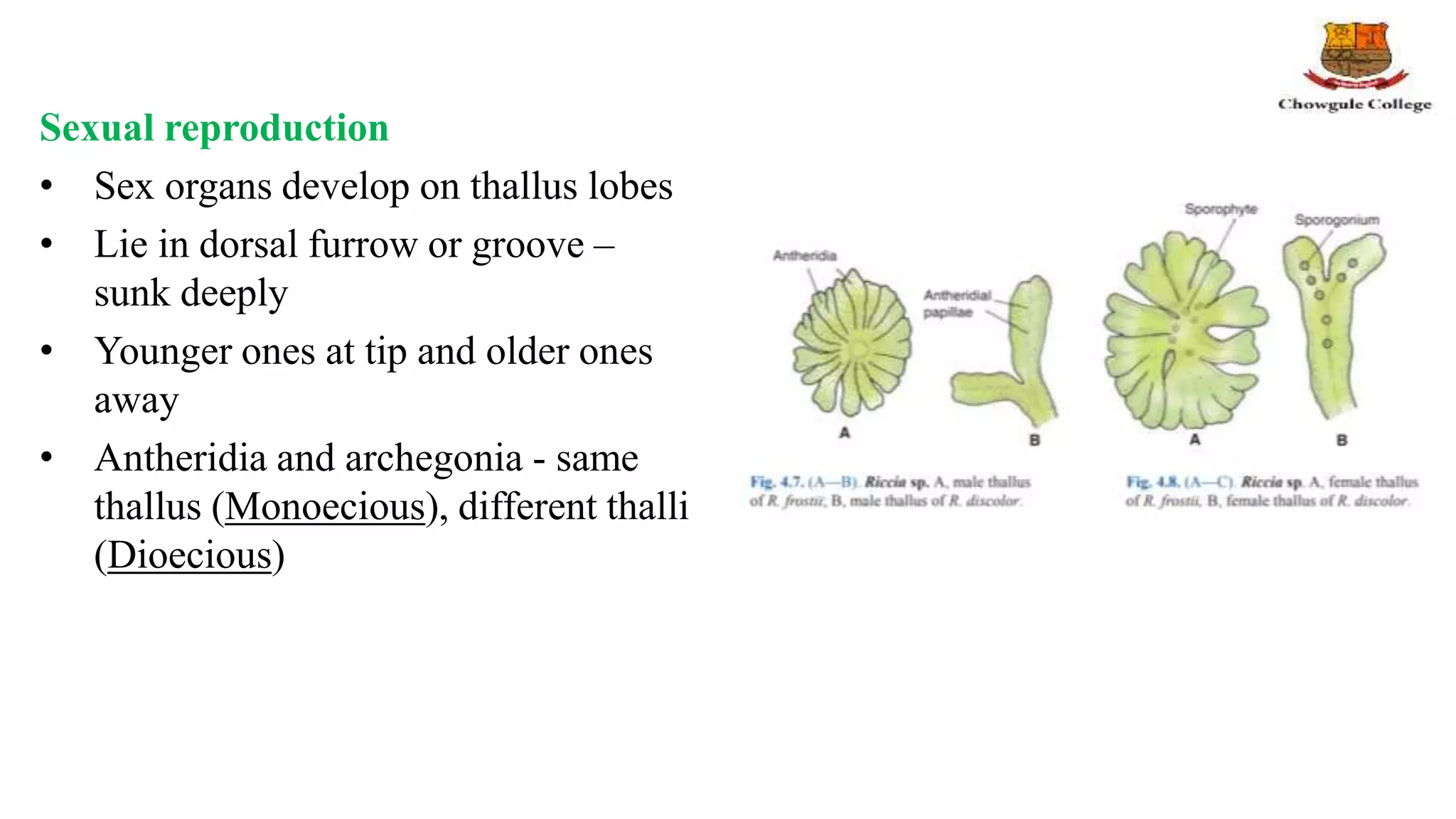 Bryophytes: alternation of generation, morphology, anatomy and ...