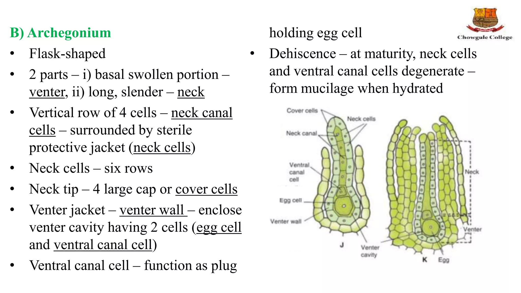 Bryophytes: alternation of generation, morphology, anatomy and ...