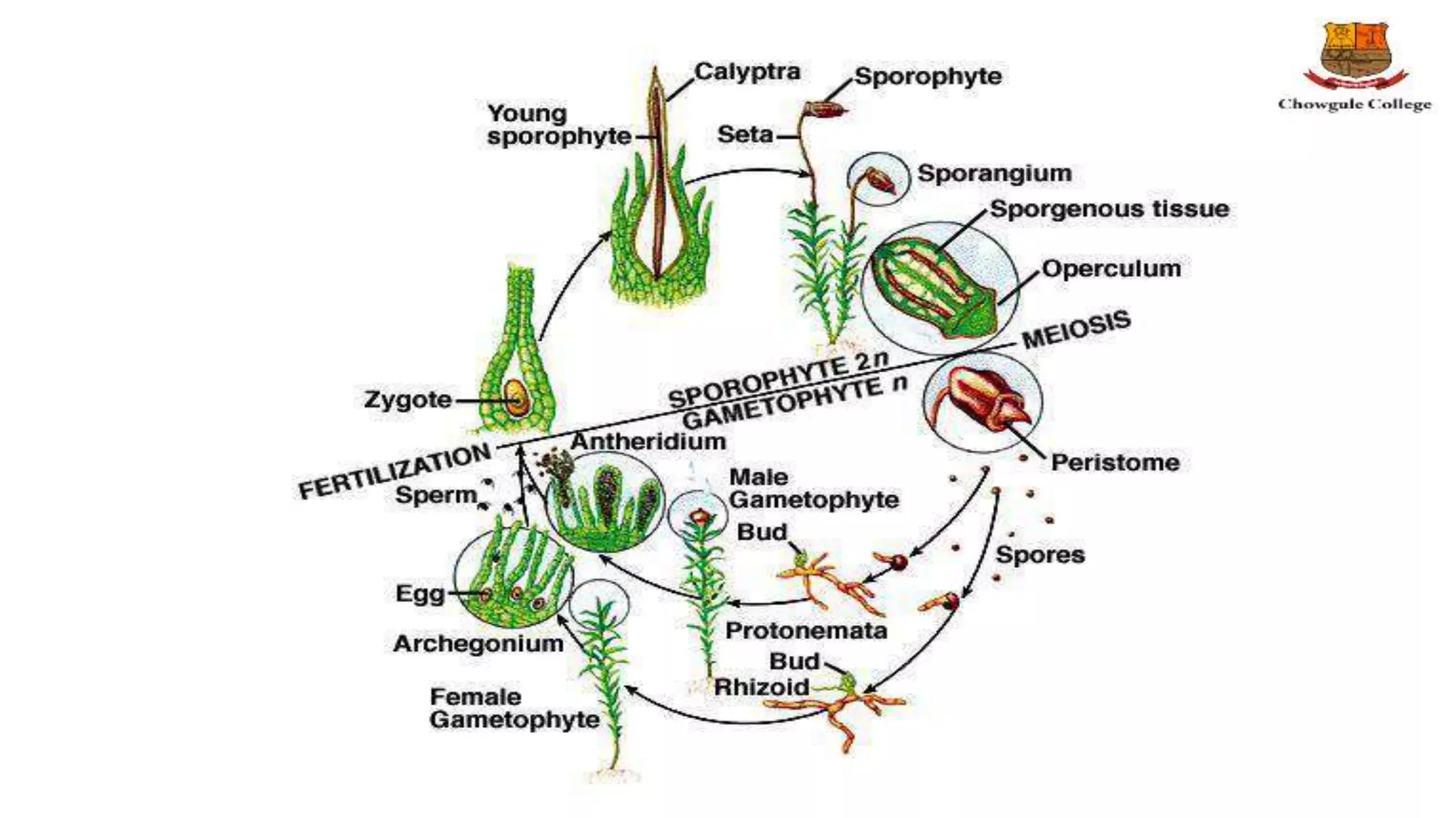 Bryophytes: alternation of generation, morphology, anatomy and ...