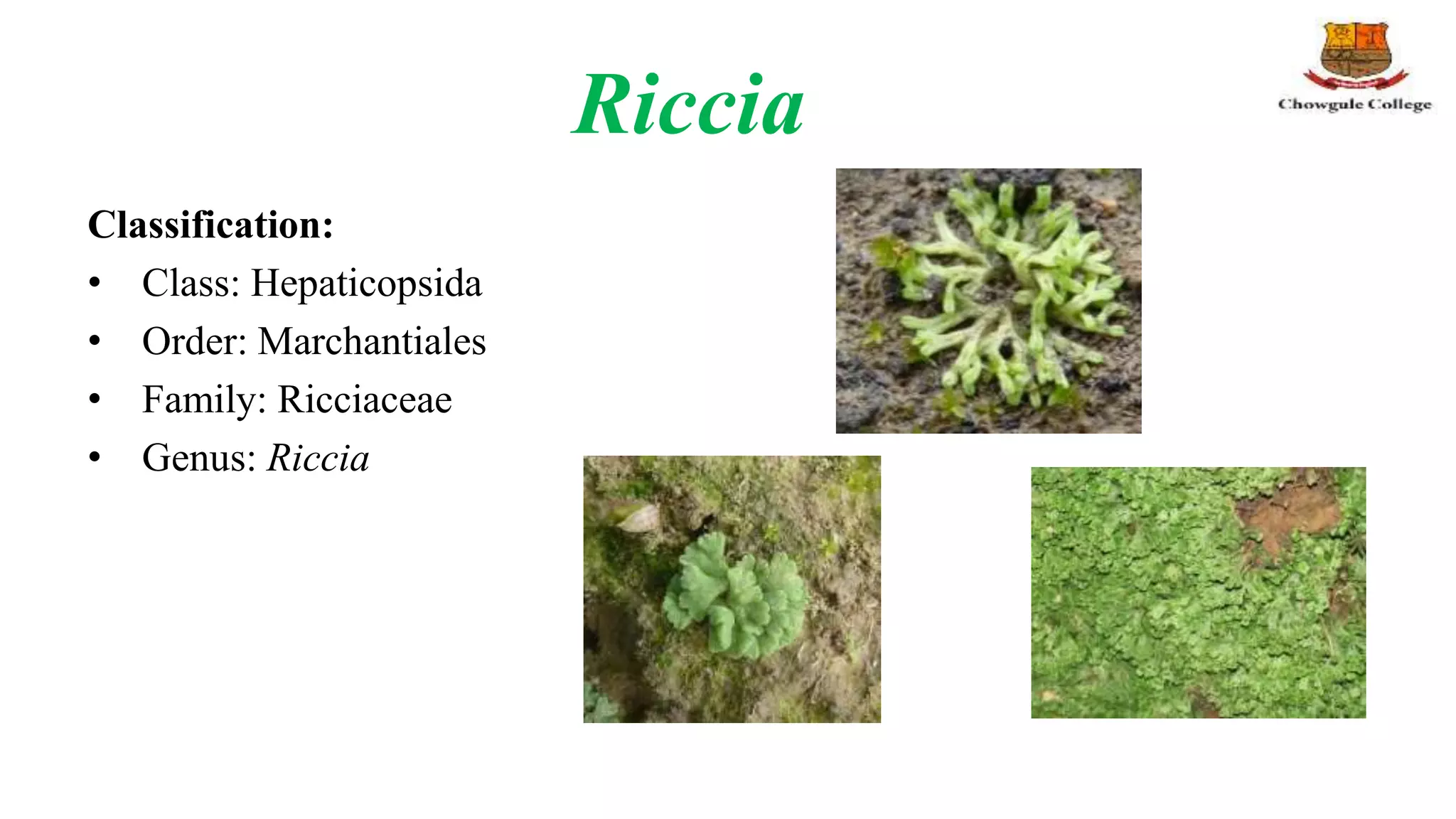 Bryophytes: alternation of generation, morphology, anatomy and ...