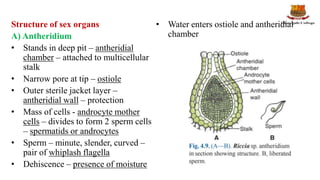 Bryophytes: alternation of generation, morphology, anatomy and ...