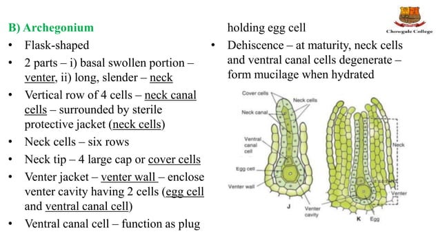 Bryophytes: alternation of generation, morphology, anatomy and ...