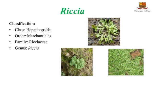 Bryophytes: alternation of generation, morphology, anatomy and ...