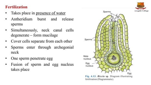 Bryophytes: alternation of generation, morphology, anatomy and ...