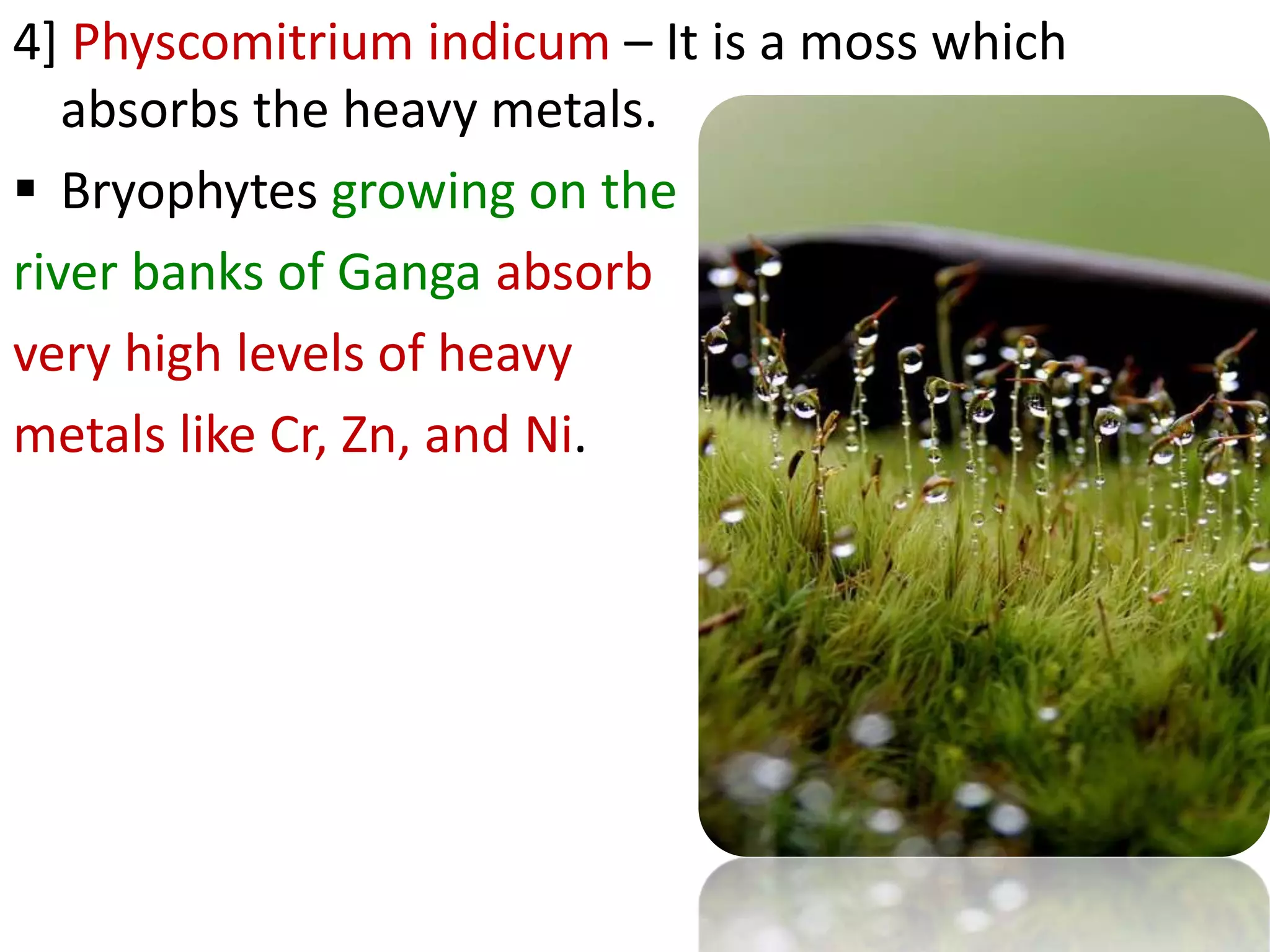Bryophytes as ecological indicators | PPTX