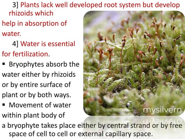 Bryophytes as ecological indicators | PPTX | Indoor Environmental ...