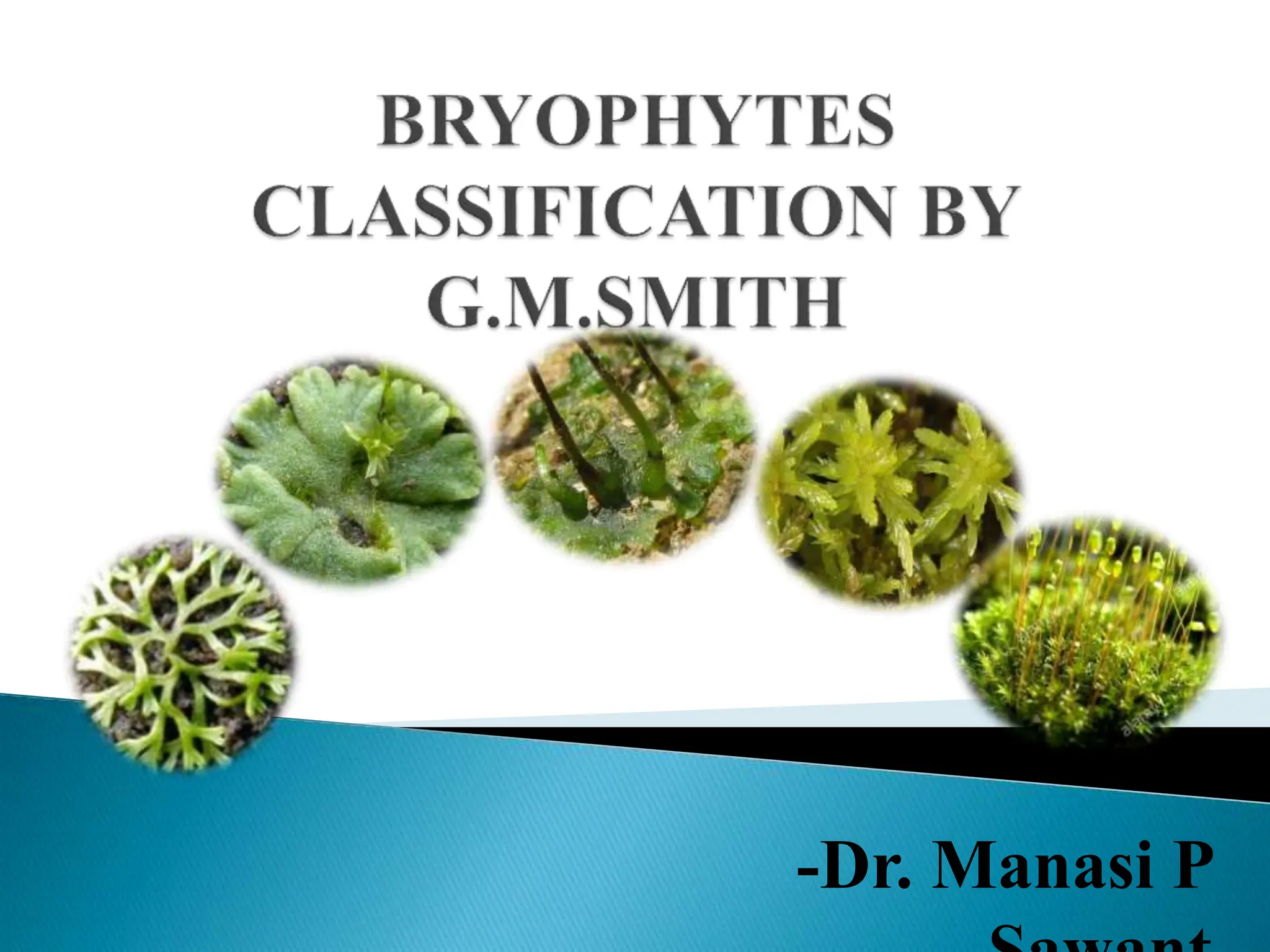 BRYOPHYTES CLASSIFICATION BY GM Smith.pptx