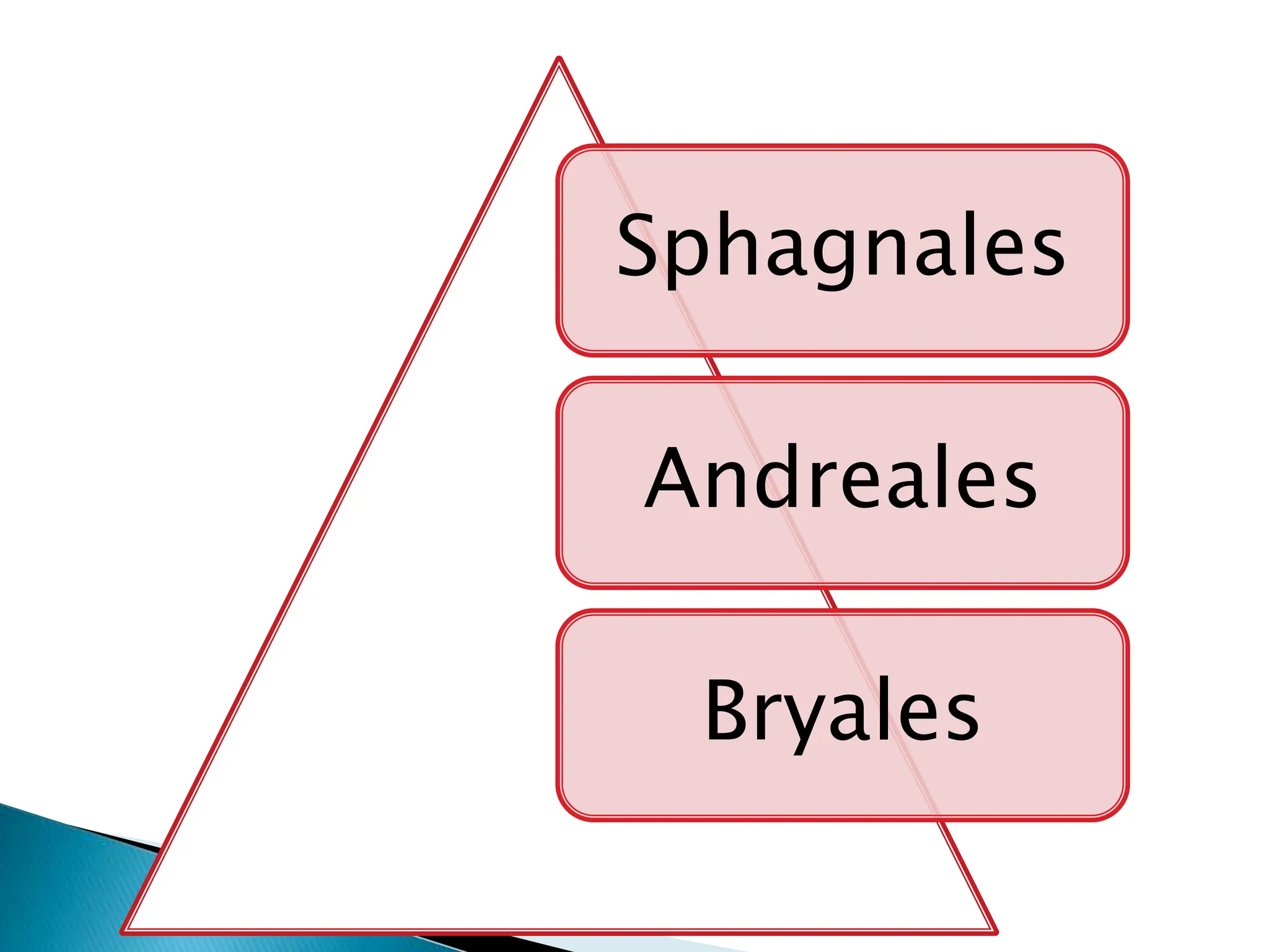 BRYOPHYTES CLASSIFICATION BY GM Smith.pptx