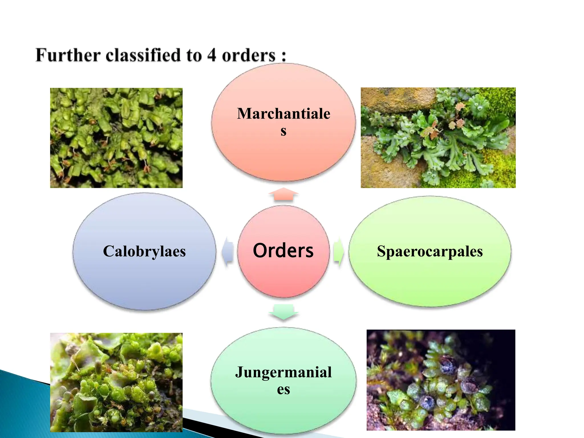 BRYOPHYTES CLASSIFICATION BY GM Smith.pptx