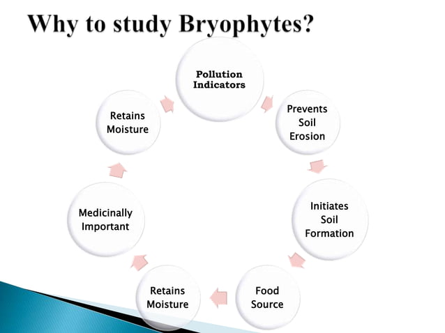 BRYOPHYTES CLASSIFICATION BY GM Smith.pptx | Biological Sciences | Science