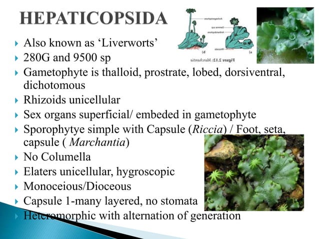 BRYOPHYTES CLASSIFICATION BY GM Smith.pptx | Biological Sciences | Science