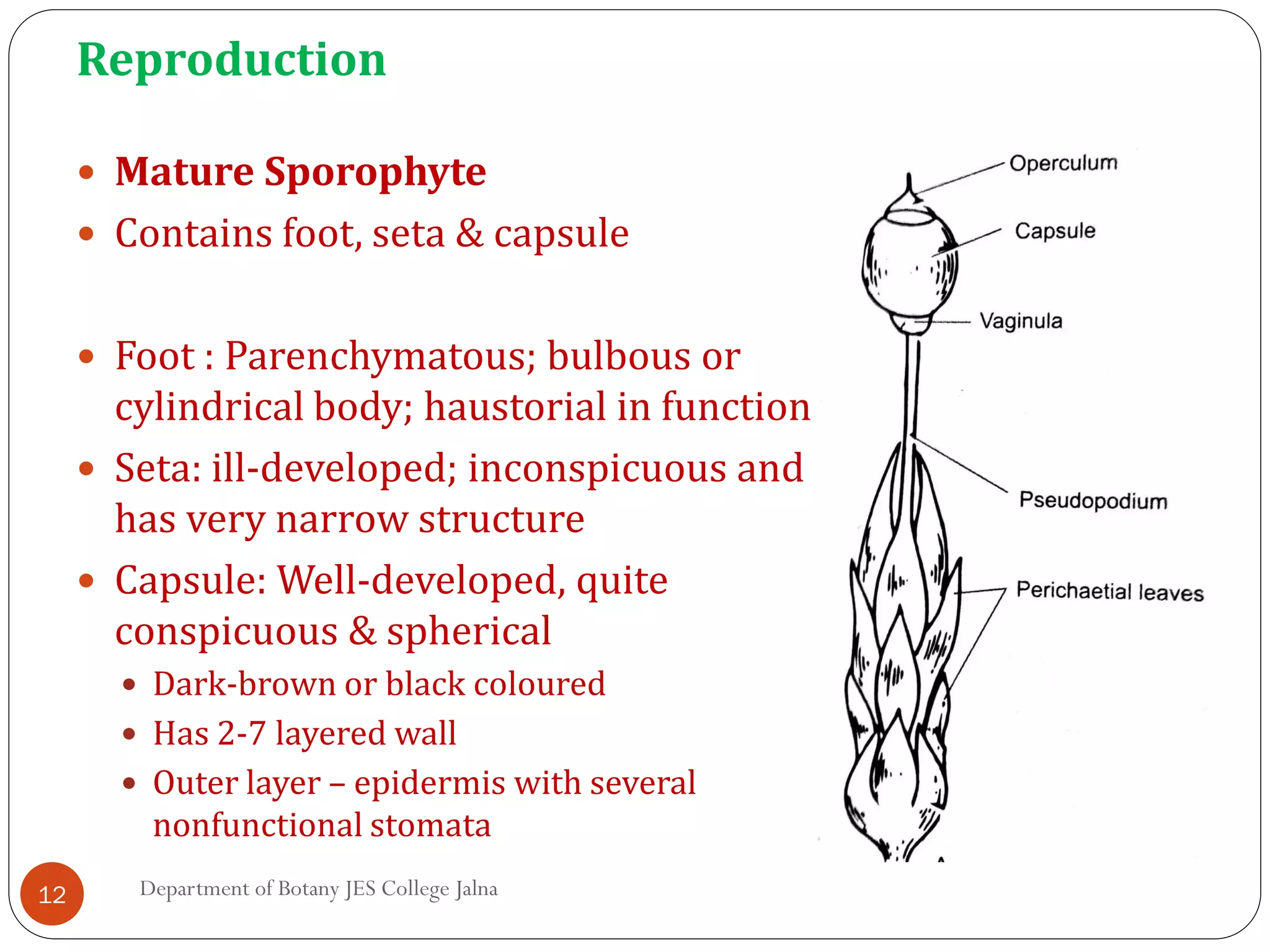 Bryophytes order sphagnales | PDF