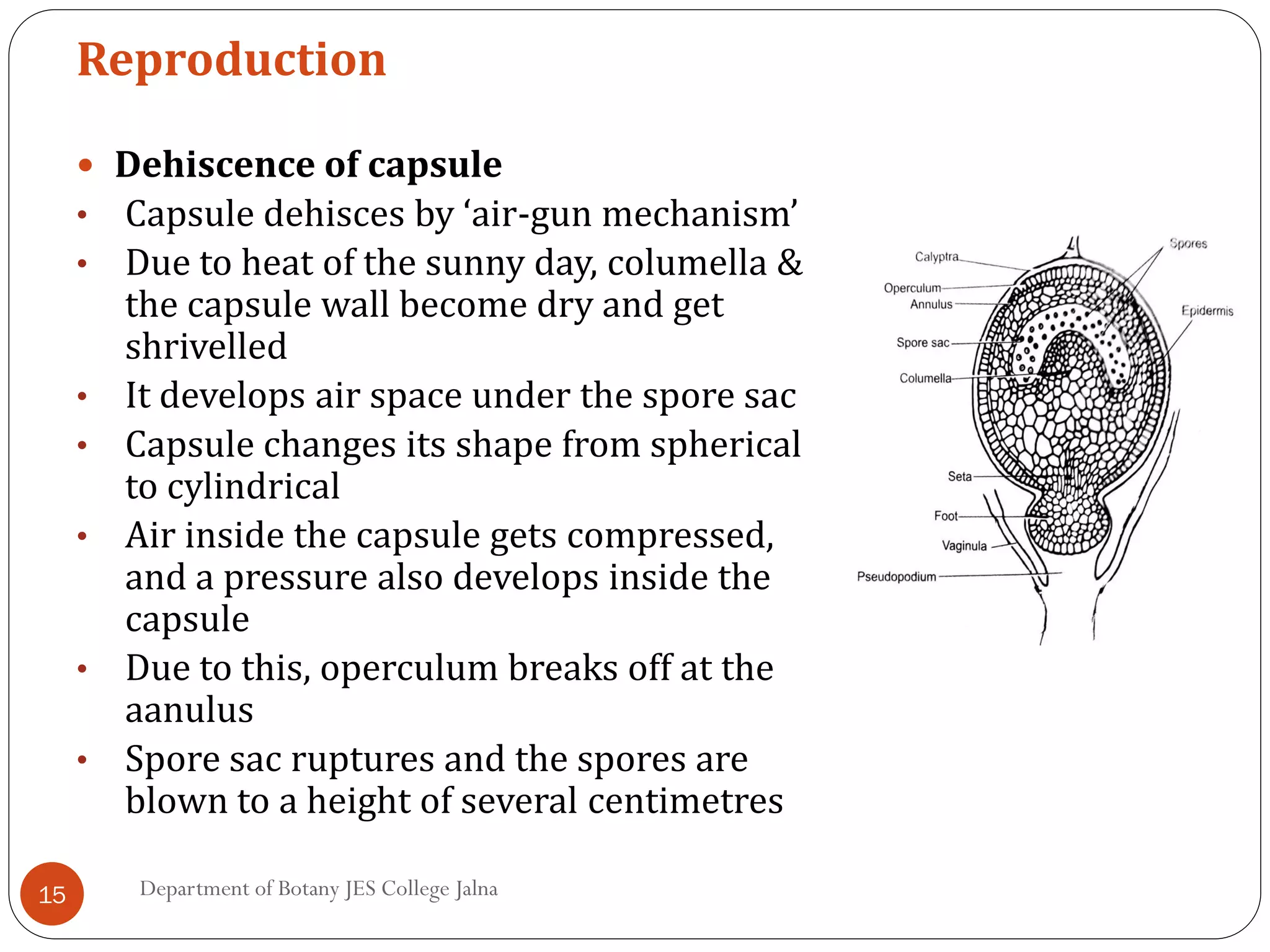 Bryophytes order sphagnales | PDF