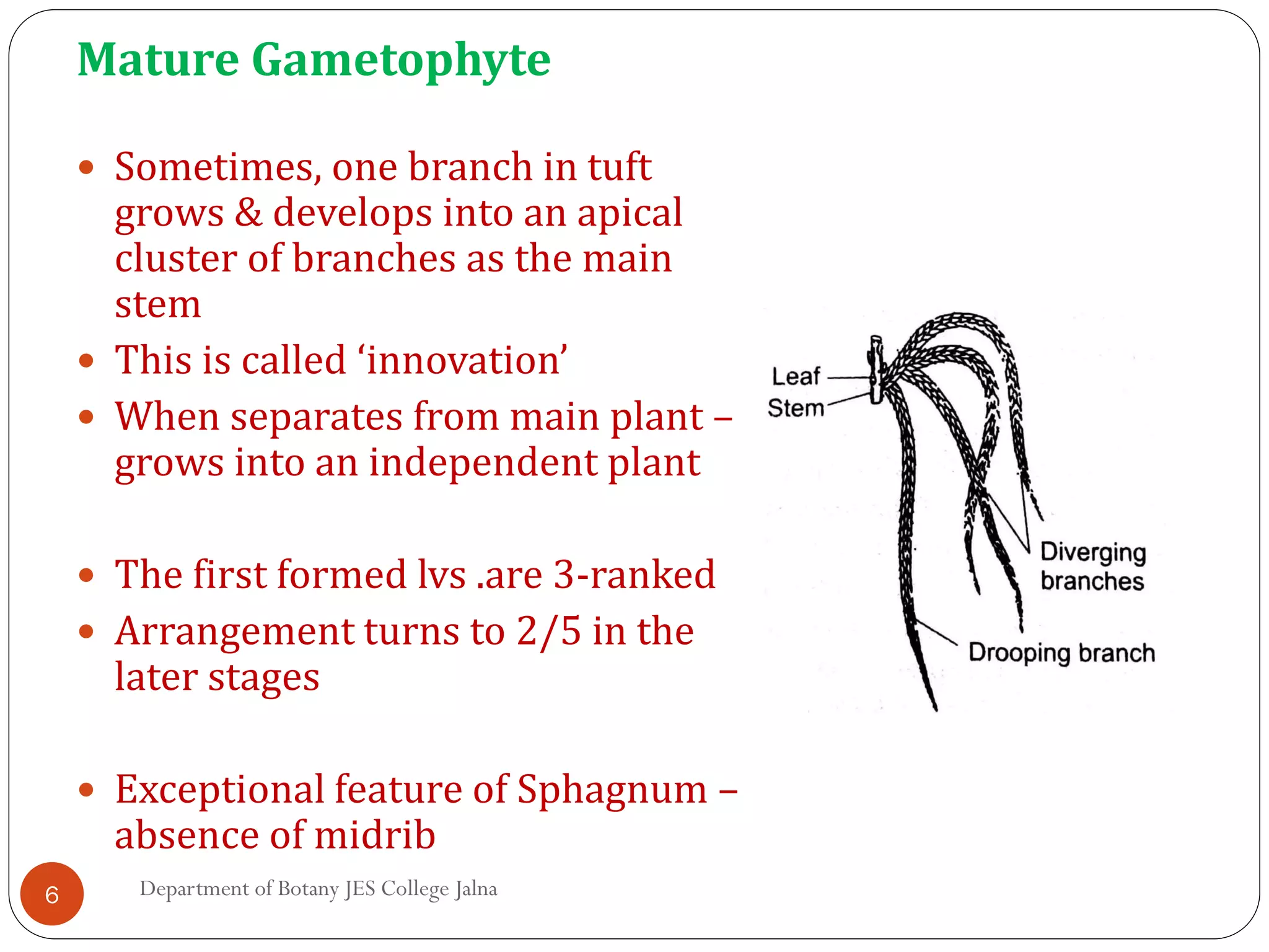 Bryophytes order sphagnales | PDF