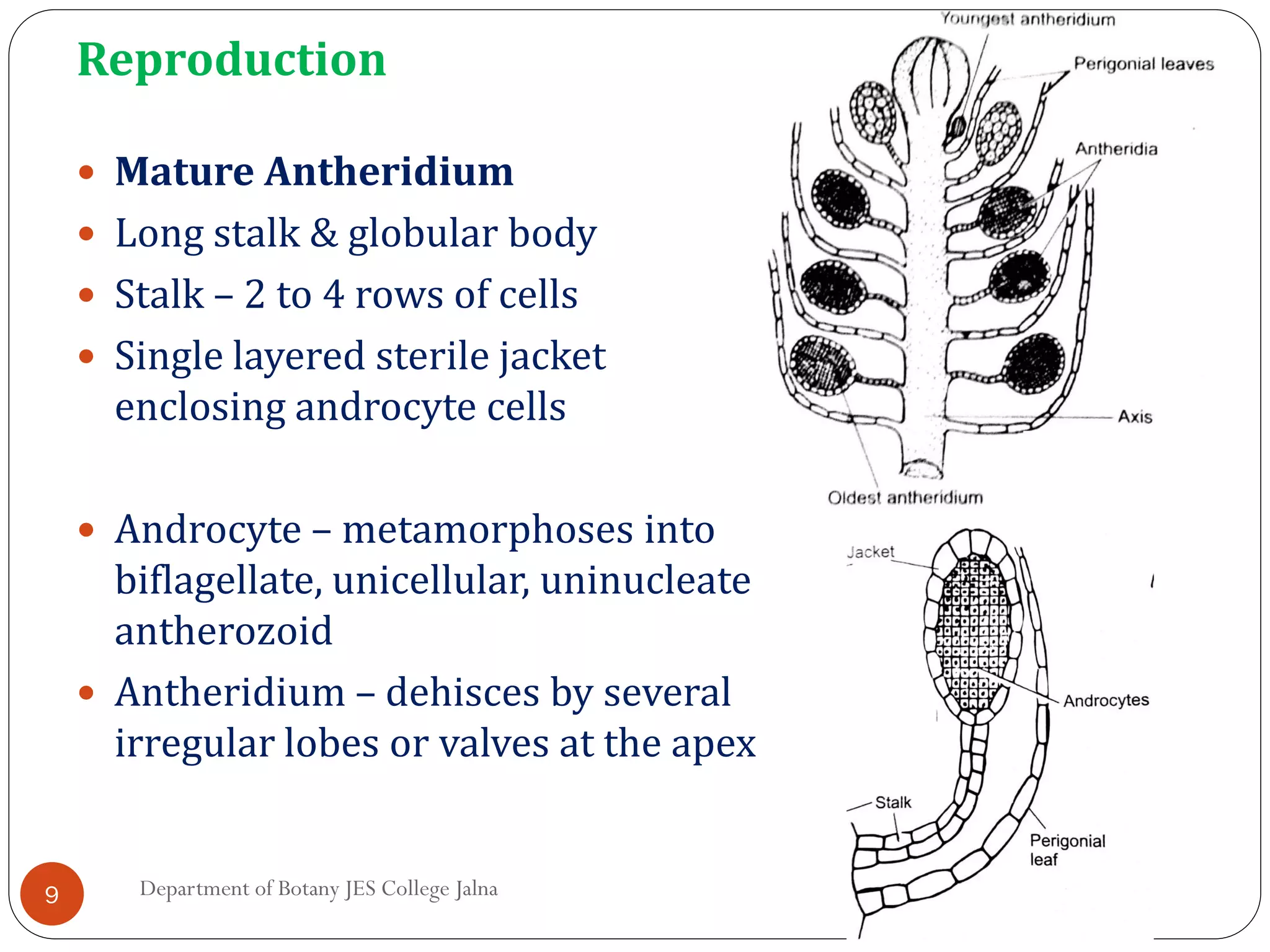 Bryophytes order sphagnales | PDF