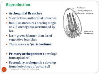Bryophytes order sphagnales | PDF