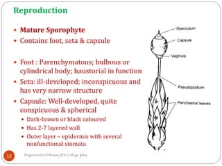 Bryophytes order sphagnales | PDF