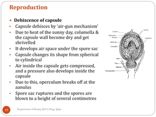 Bryophytes order sphagnales | PDF