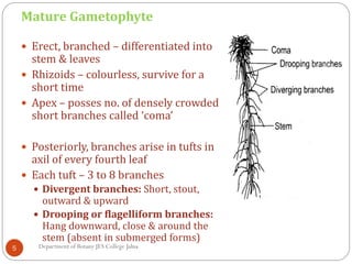 Bryophytes order sphagnales | PDF