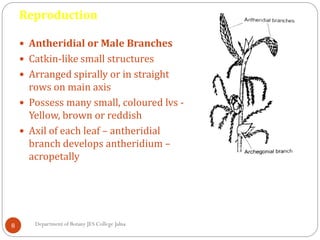 Bryophytes order sphagnales | PDF