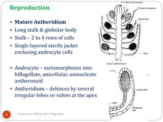 Bryophytes order sphagnales | PDF