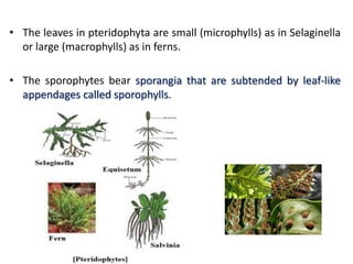 Bryophytes, pteridophytes and gymnosperms | PPTX
