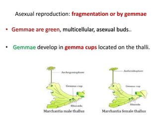 Bryophytes, pteridophytes and gymnosperms | PPTX