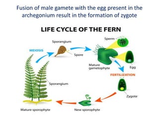 Pteridophyte Life Cycle